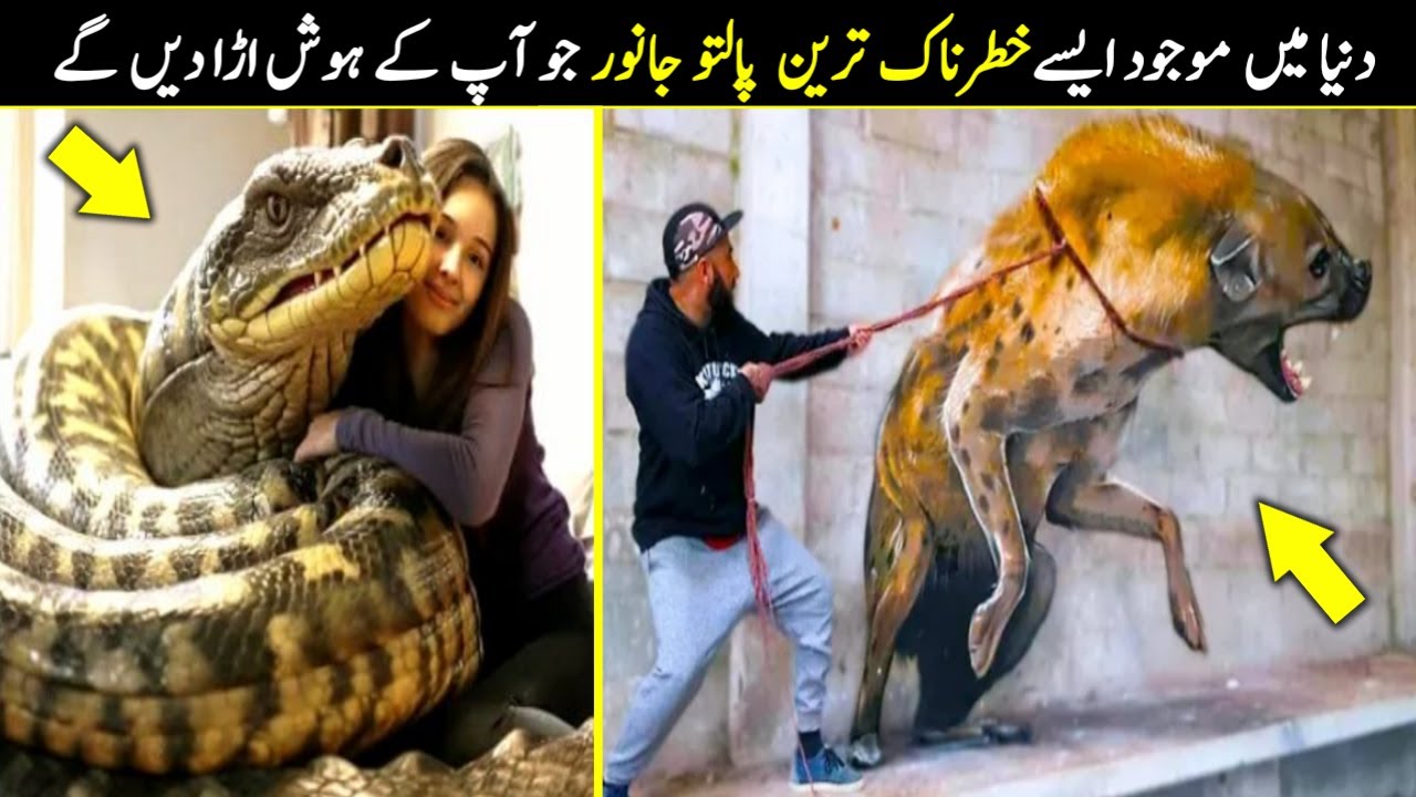 7 Most Unusual Pets In The World - YouTube