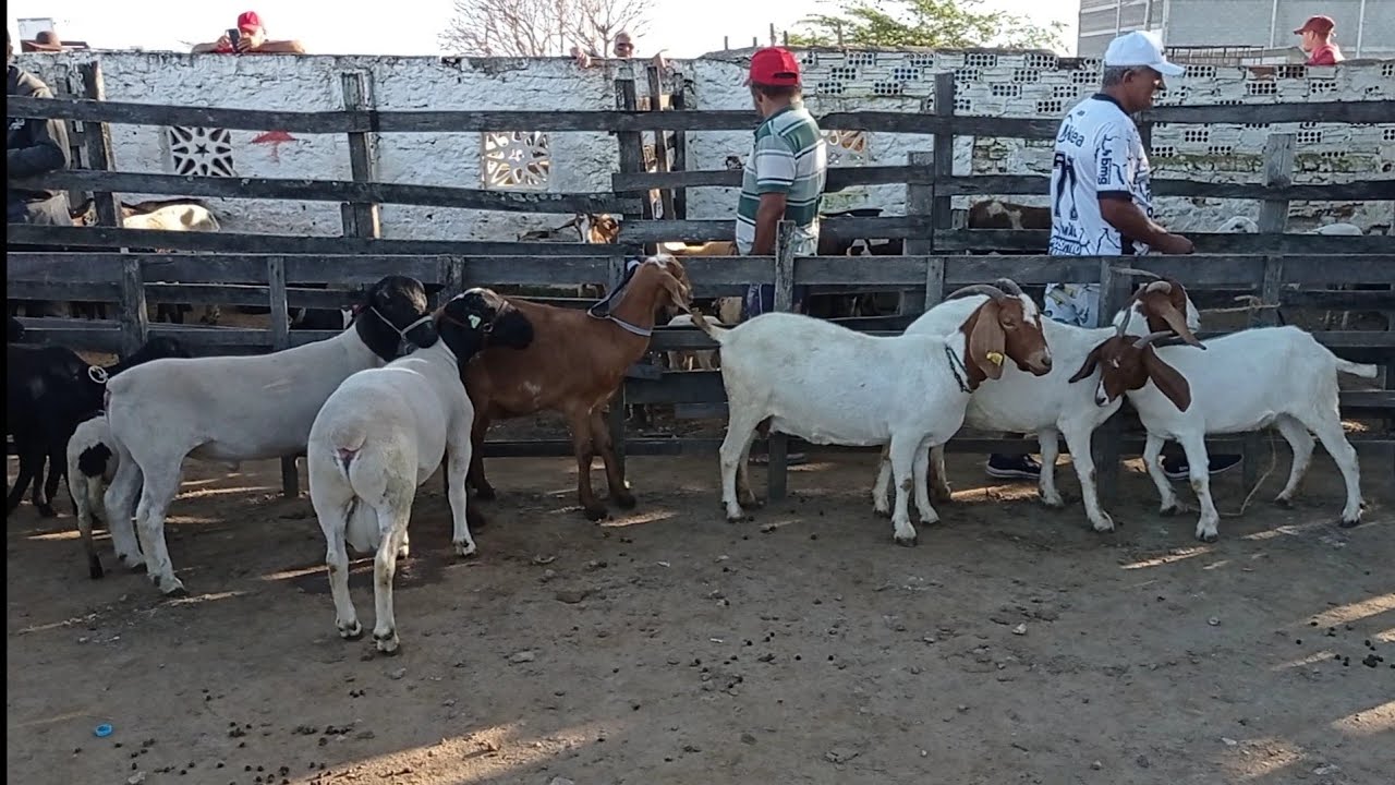 CABRAS BOER CARNEIROS DOPPER PURO SEM REGISTRO FEIRA DO GADO DE .S.C ...