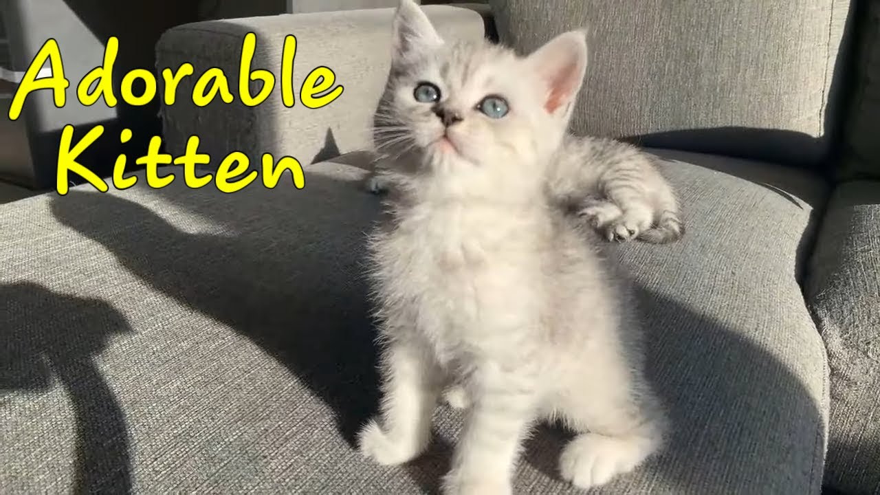 Cuddle With Baby Kitten | Cute Kitten At 7 Weeks - British Shorthair ...
