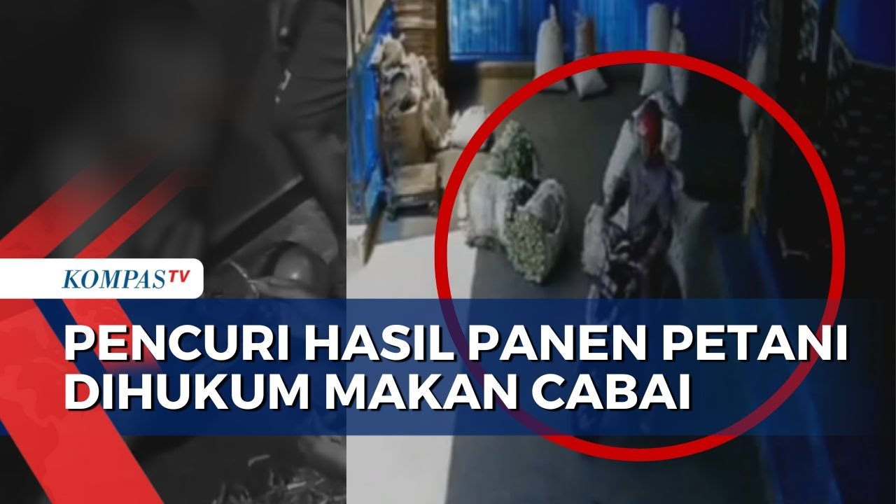 Pencuri Dihukum Makan Cabai Karena Nekat Curi Hasil Panen Petani - YouTube