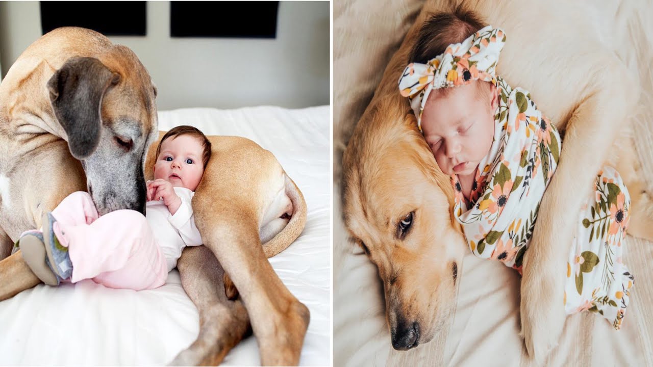 Cute Babies Playing With Dogs Compilation | Funny Baby And Pets Videos ...