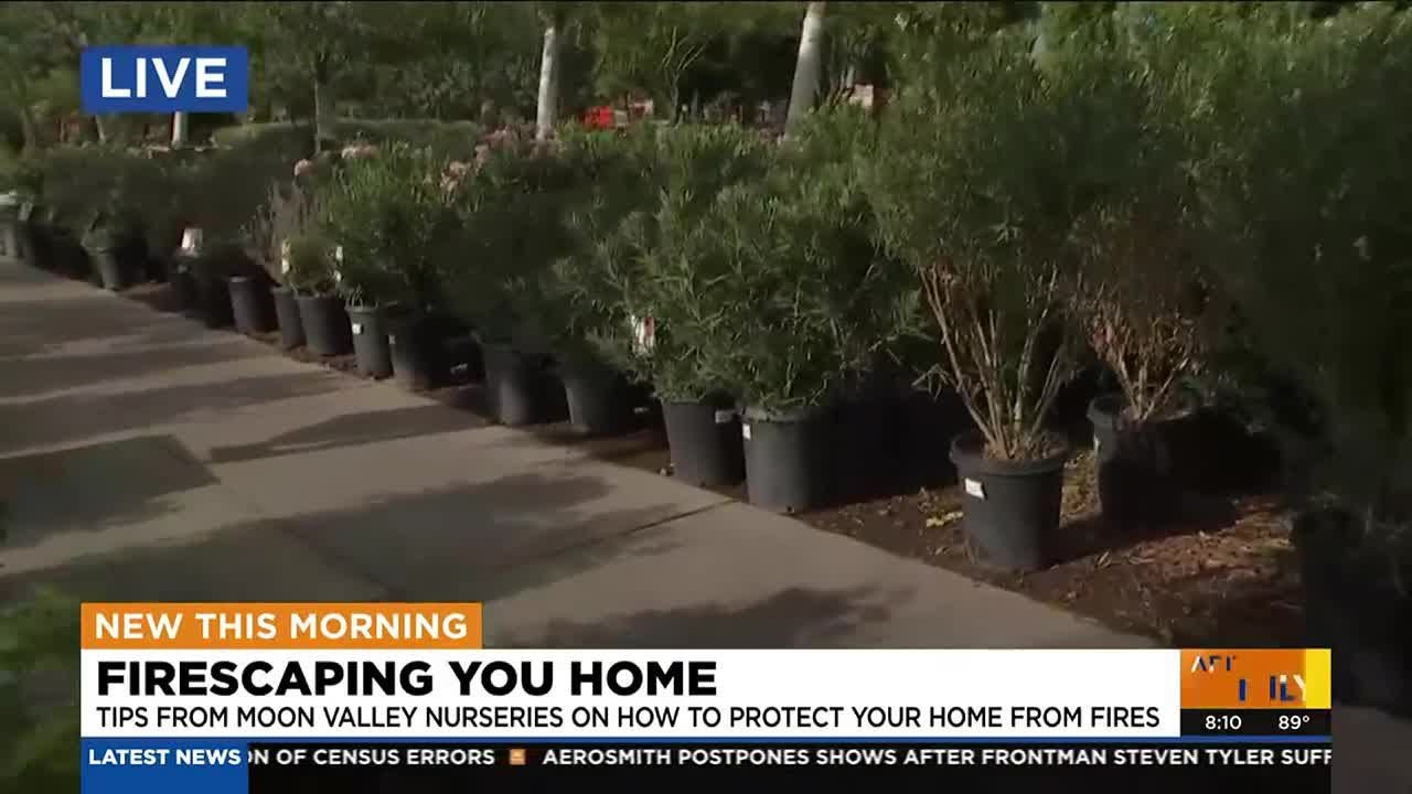 How plants can help hold off those Arizona wildfires - YouTube