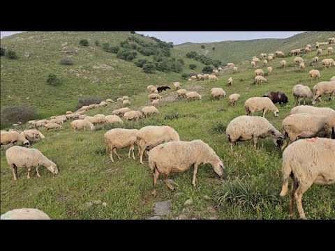 Koyunculuk'ta Kış ve Yaz Rasyonu: Besleme 