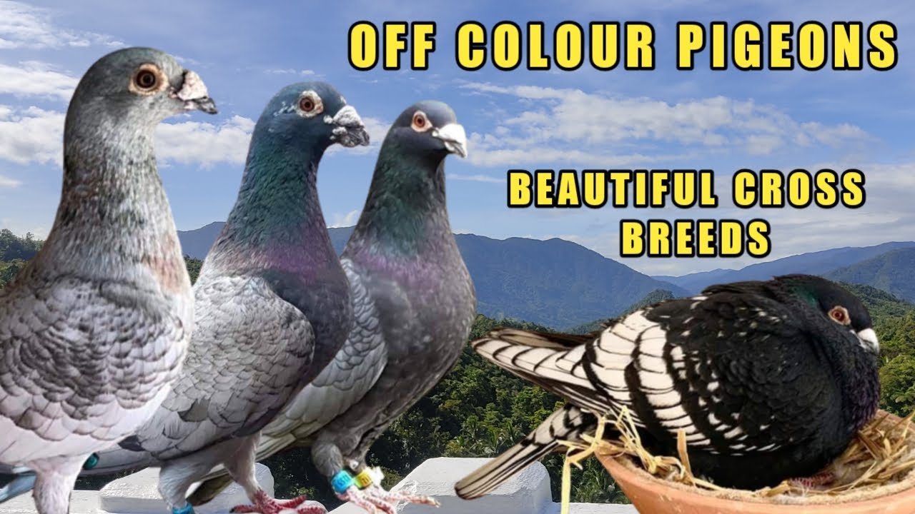 BEAUTIFUL RARE OFF COLOUR PIGEONS - YouTube
