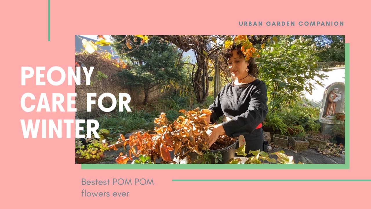 Winter Care For Peonies - YouTube