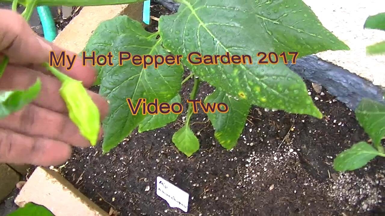 My Hot Pepper Garden 2017 - Video 2 - YouTube
