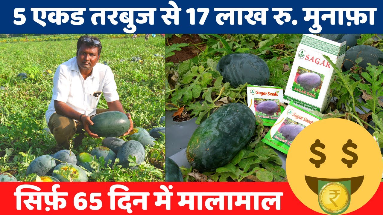 5 एकड तरबुज से 17 लाख रु.मुनाफ़ा | तरबूज खेती सक्सेस स्टोरी,Tarbuj ...