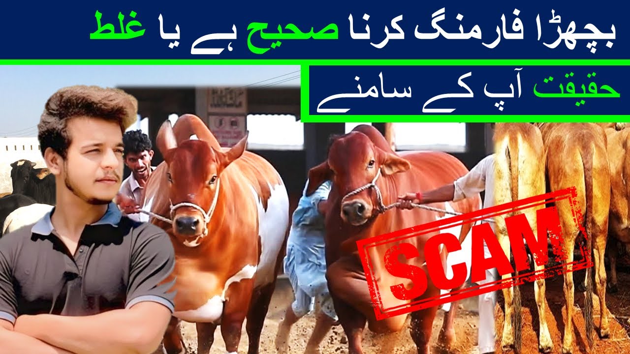 Bachra farming business (feed plan )(slaughter )(wanda information ...