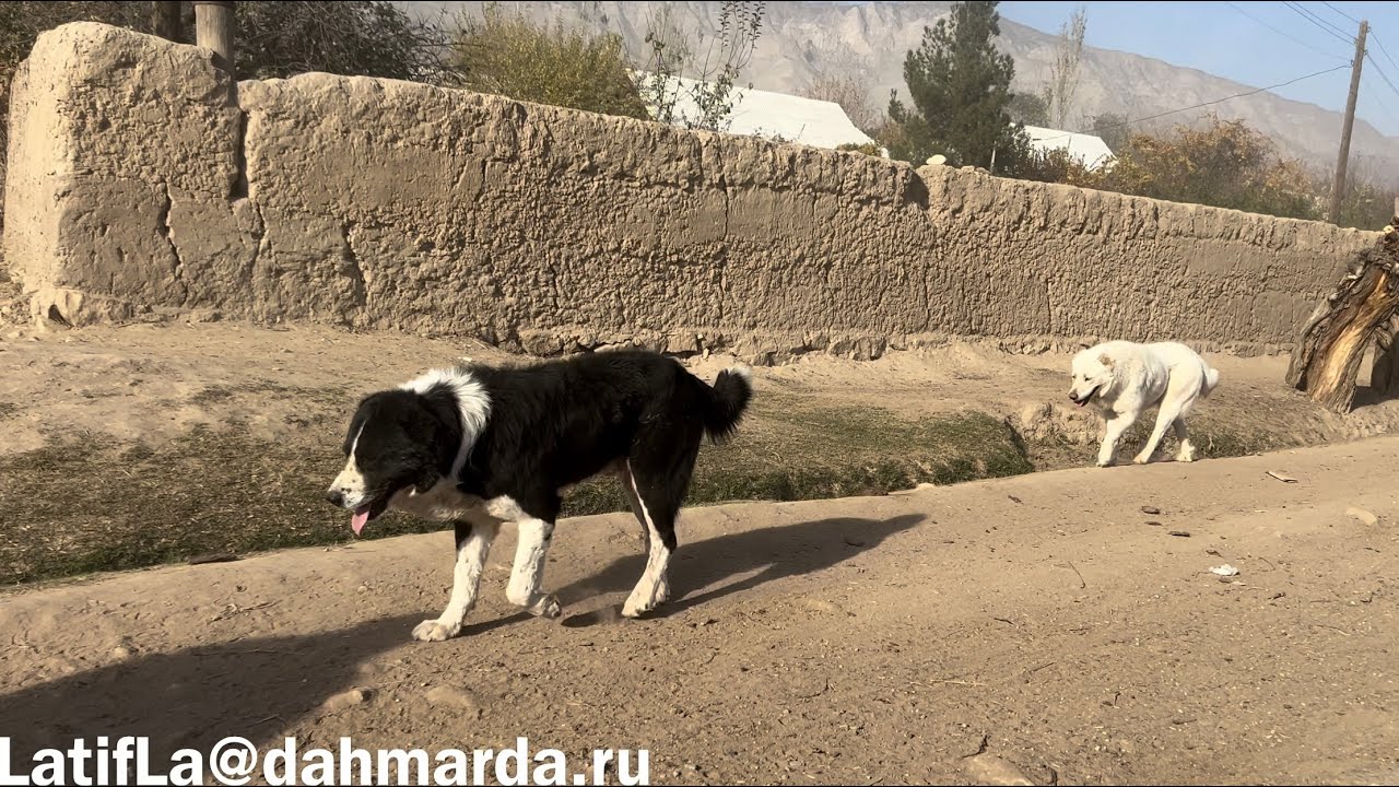 Aboriginal Central Asian Shepherd dogs Sagi Dahmarda Аборигенные САО ...