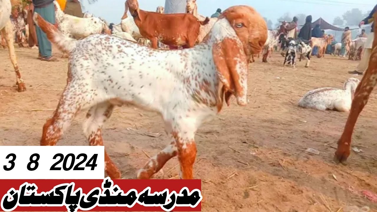 August 3, 2024 Bakra Mandi Mandrsa ki update👍 top class ka breeder or ...