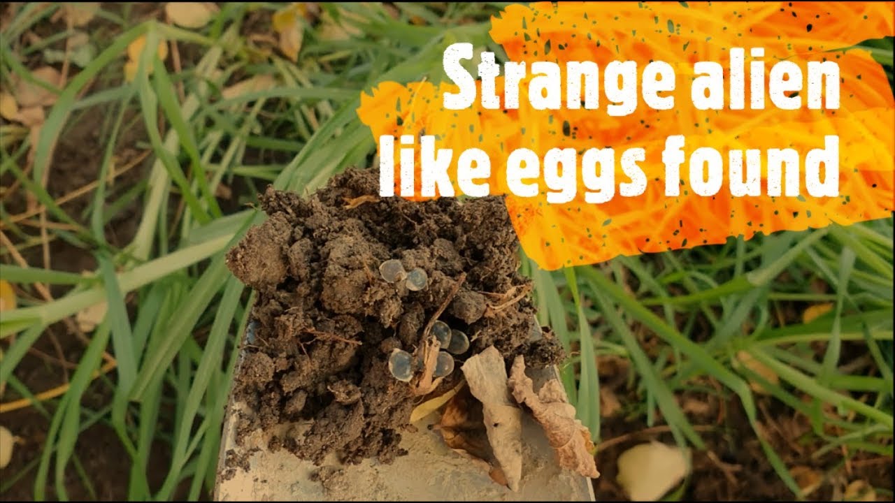 Strange eggs found in my garden, What the heck are they?!!! - YouTube
