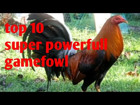 TOP 10 SUPER POWERFUL GAMEFOWL - YouTube