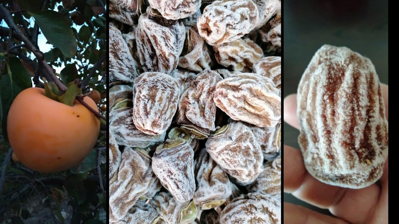 CENNET ELMASI'NI -TRABZON HURMASI'NI NASIL KURUTMALIYIZ? NASIL ...