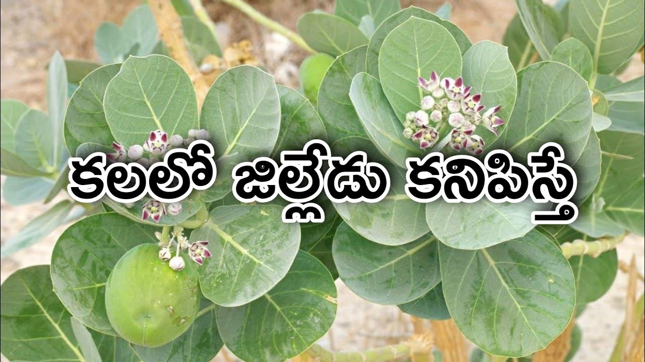 Kalalo Jilledu Kanipisthe | Kalalu Vati Phalithalu | Laxmi Devotional ...