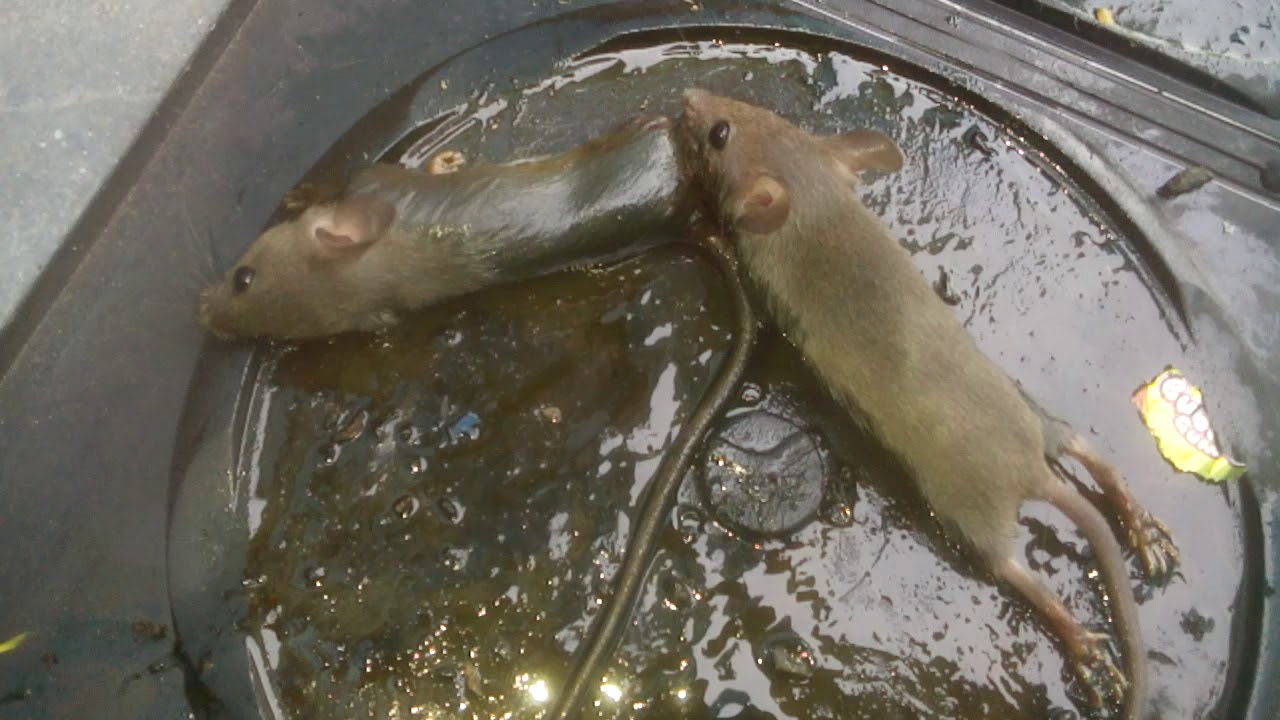 rat vs rat fight to death - YouTube