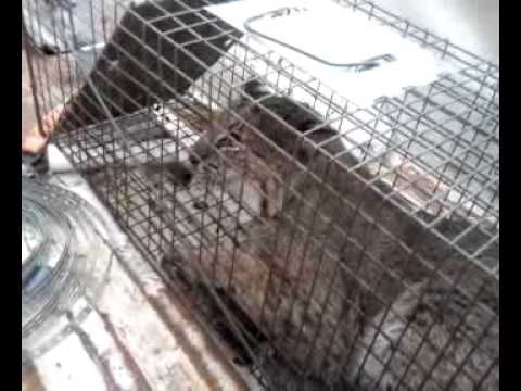 One mad bobcat - YouTube