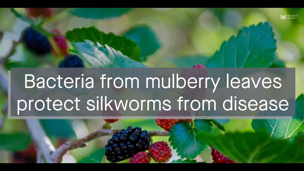 Mulberry leaves harbor antifungal bacteria that protect silkworms from ...