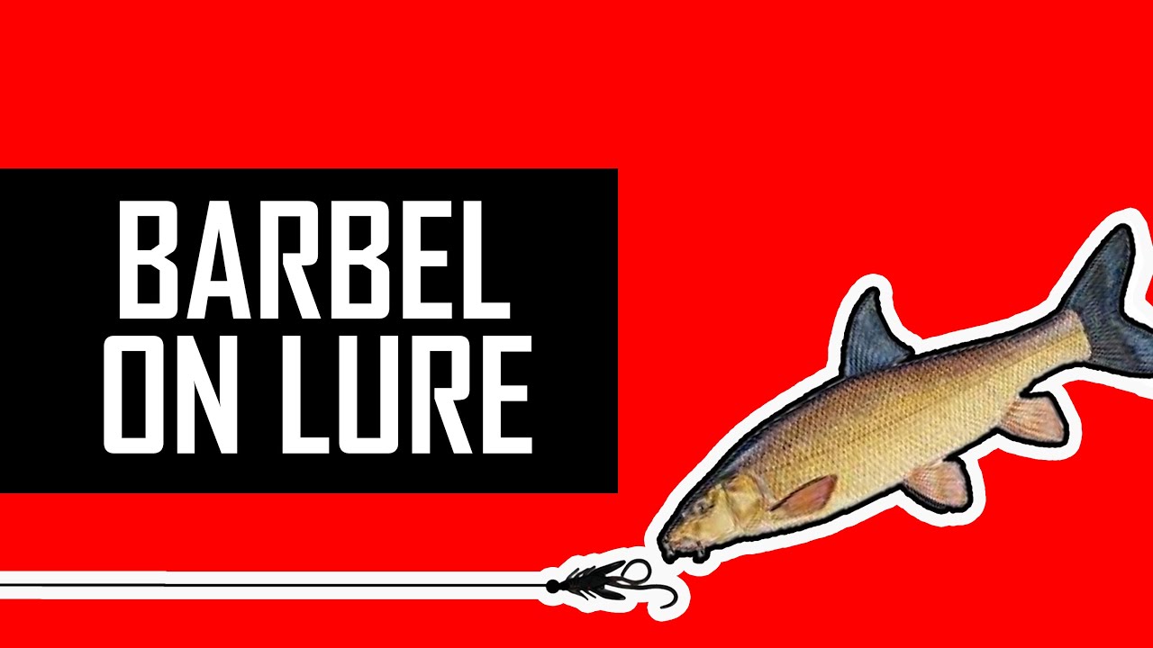 BARBEL on LURES | Part 11 | 100 BARBEL CHALLENGE - YouTube