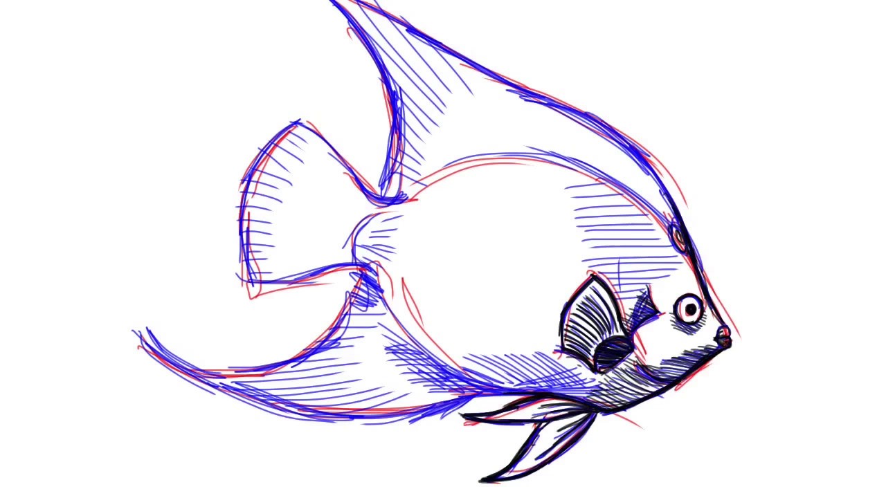 How to draw an angel fish - YouTube