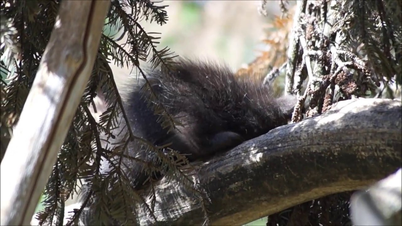 Baby Urson north american porcupine Baumstachler Zoo Vienna Tiergarten ...