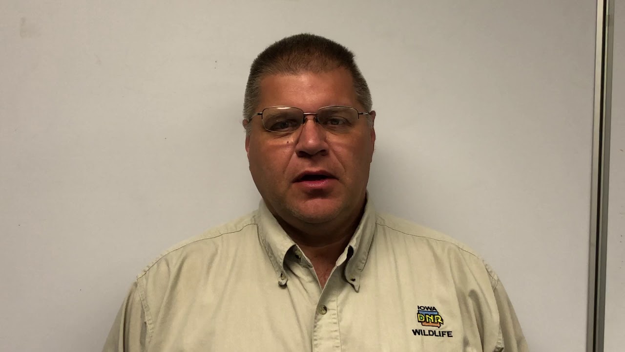 Turkey Brood Survey, Iowa DNR - YouTube