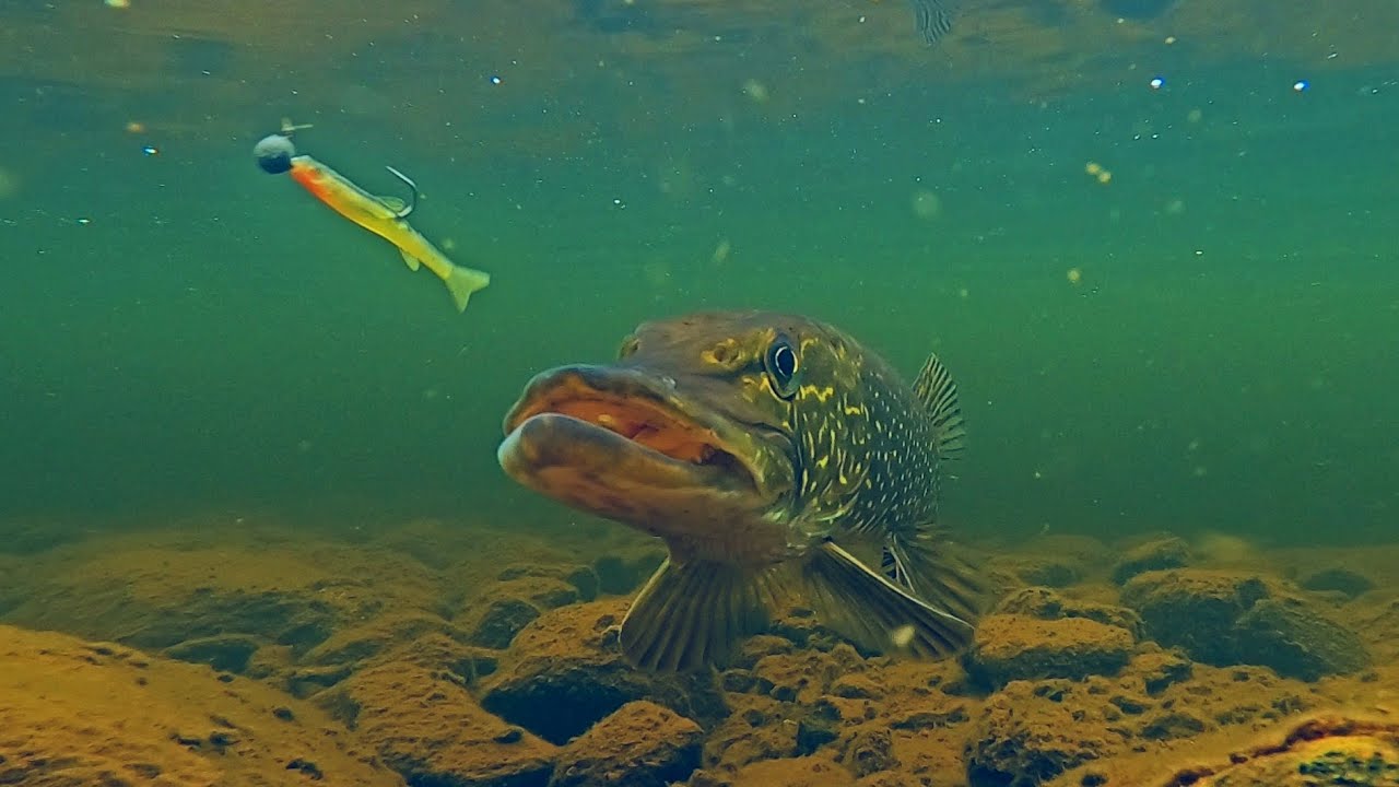 AGRESSIVE PIKE ATTACK - FISHING IN LAPLAND - YouTube