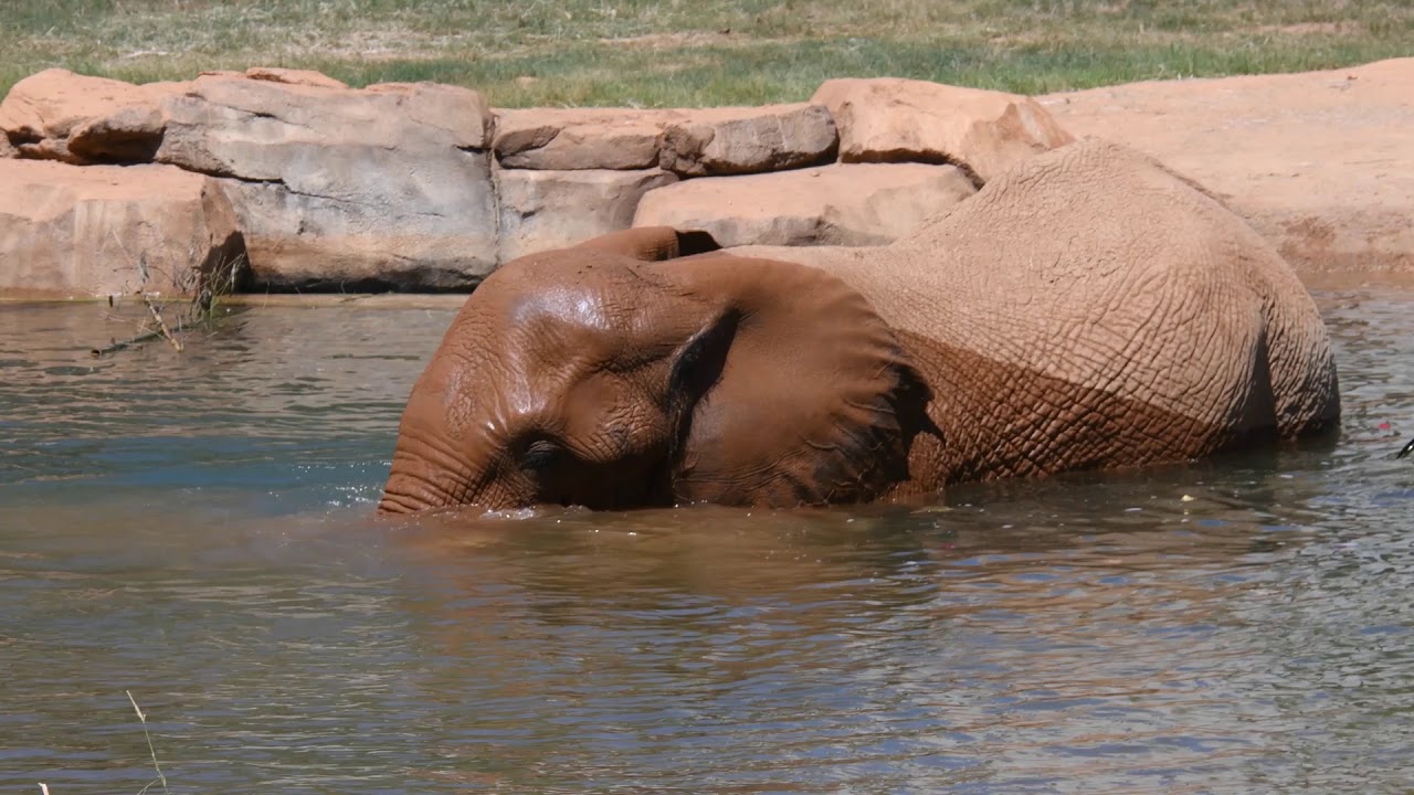 Atlanta Zoo Elephants cooling down - YouTube