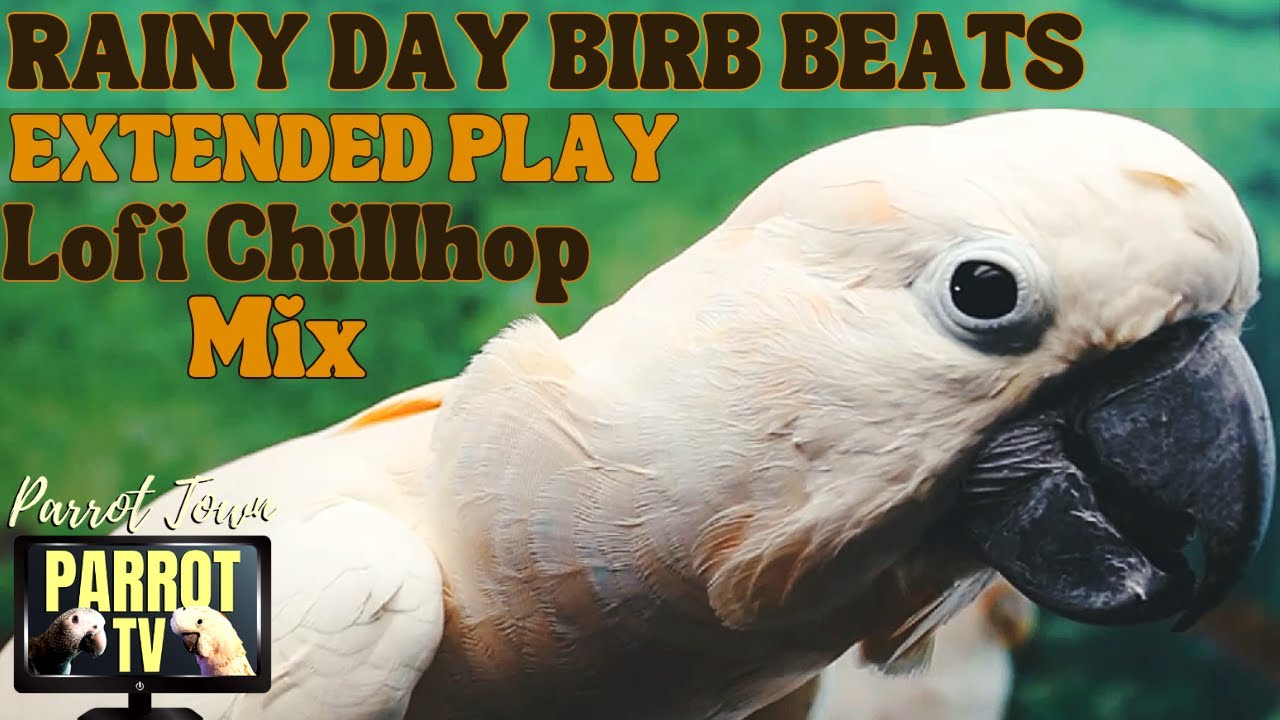 Rainy Day Birb Beats | Lofi Chillhop for Birds | 7+HRS EXTENDED PLAY ...