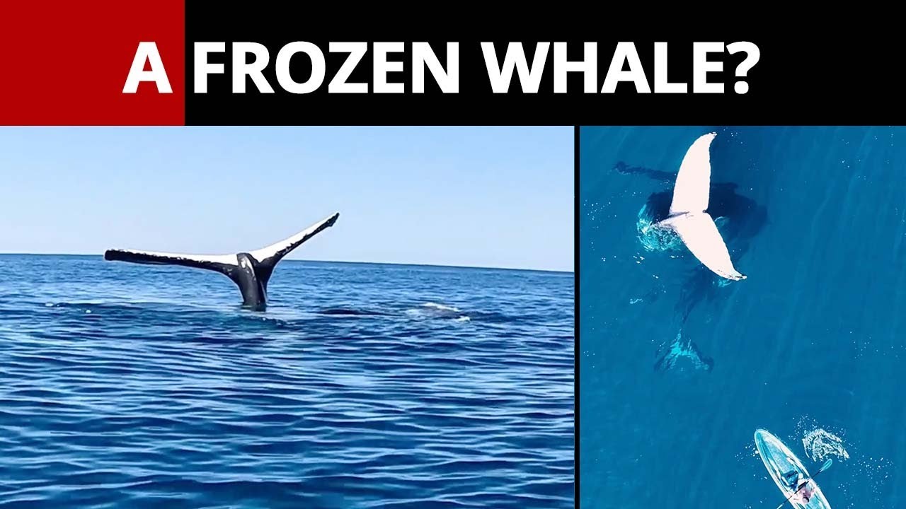 Ever Seen A Frozen Whale? - YouTube