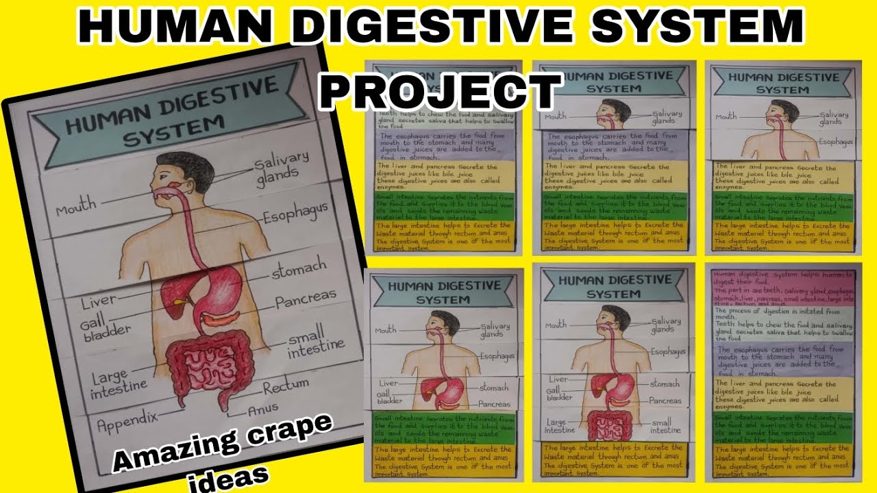 Human digestive system | human digestive system project | human ...