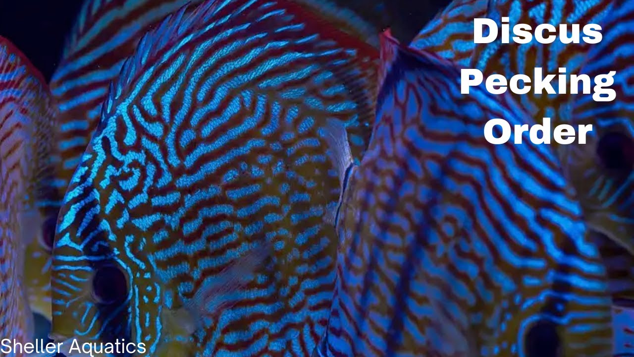 How to understand the Discus Behaviors in your aquarium! - YouTube