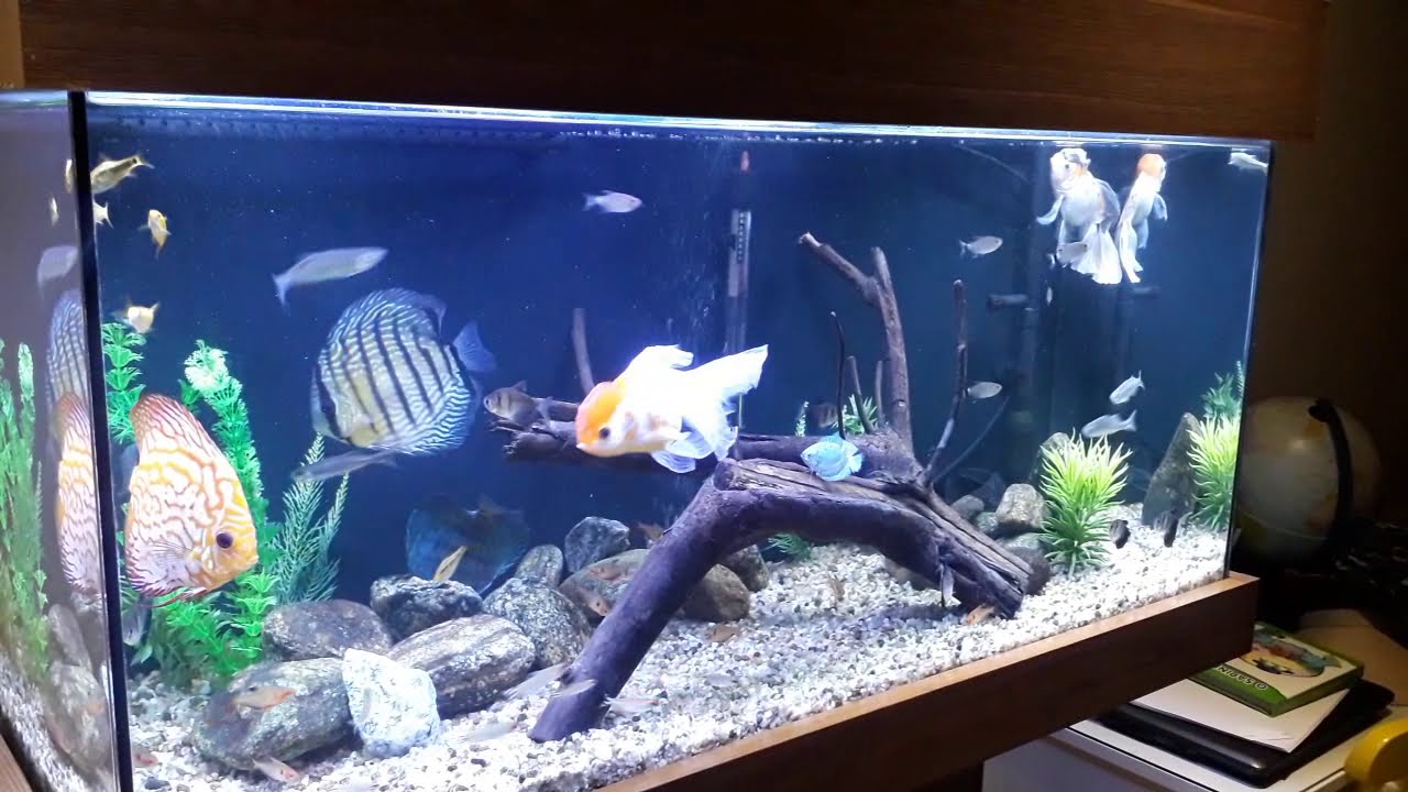 Aquário de 200 litros comunitário com novo tronco - YouTube