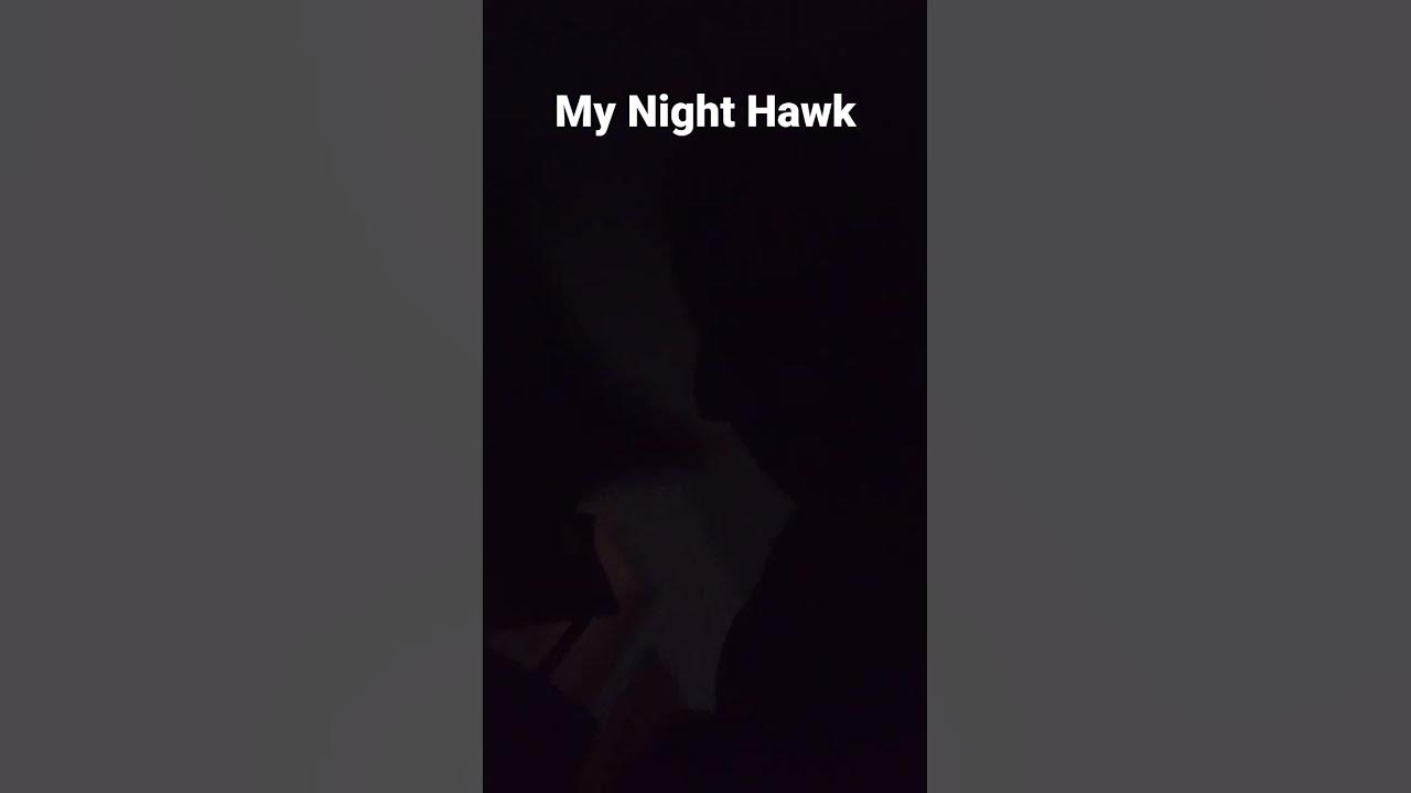 My Cat Loves To Ha G Pit Late With Me Luna The Female Tabby Youtube