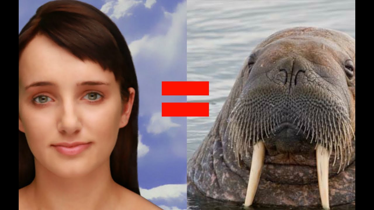 EVIE THE WALRUS? Day #12 talking to Evie! - YouTube