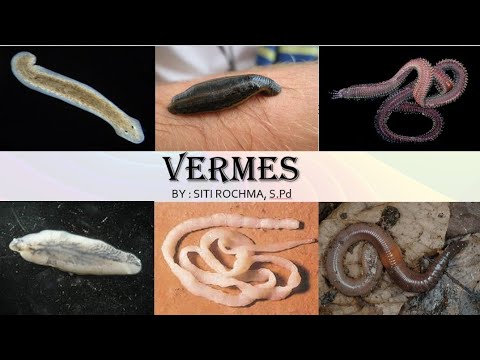 ANIMALIA || VERMES || Platyhelminthes, Nemathelminthes, dan Annelida ...