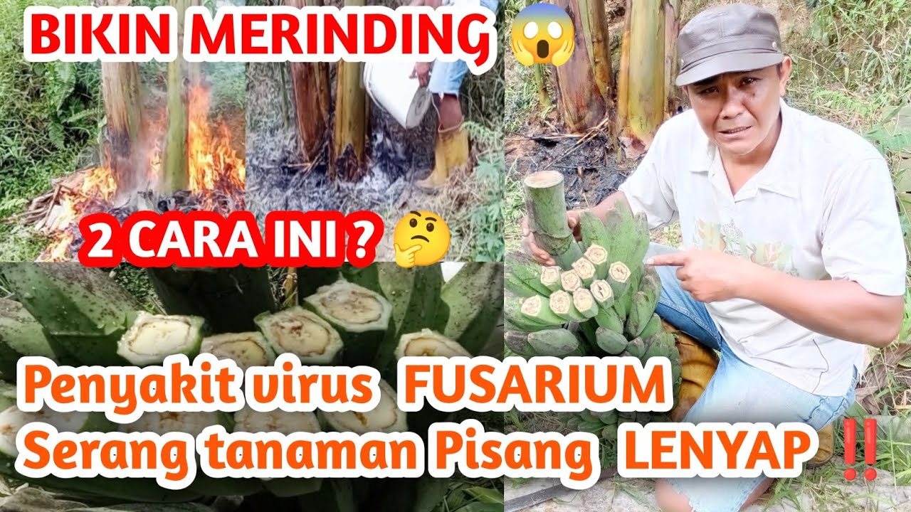 BIKIN MERINDING ‼️ 2 CARA JITU ATASI SERANGAN VIRUS FUSARIUM PADA ...