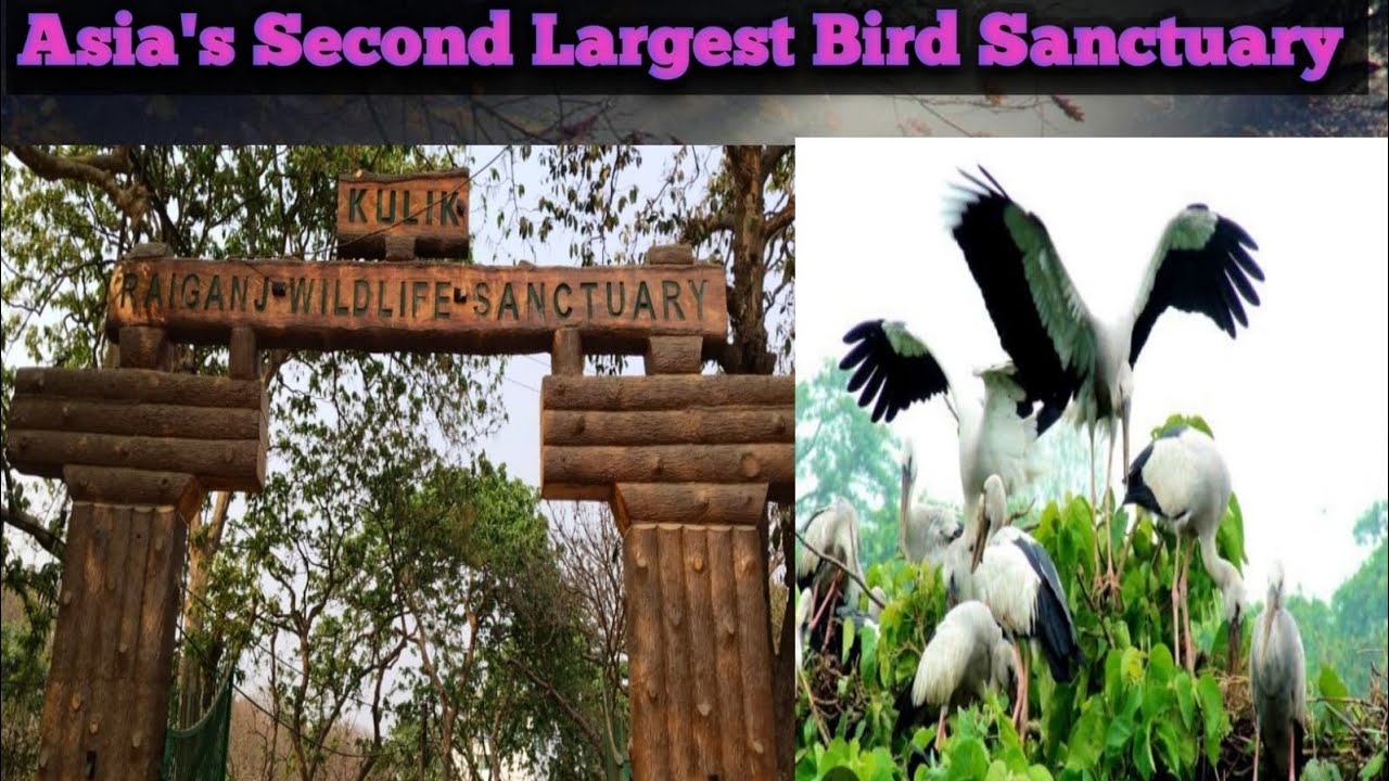 Asia's Second Largest Bird Sanctuary || Raiganj (Kulik) Bird & Wildlife ...