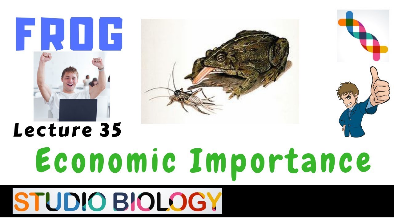ZOOLOGY. XI.07. Frog – 35. Economic Importance - YouTube