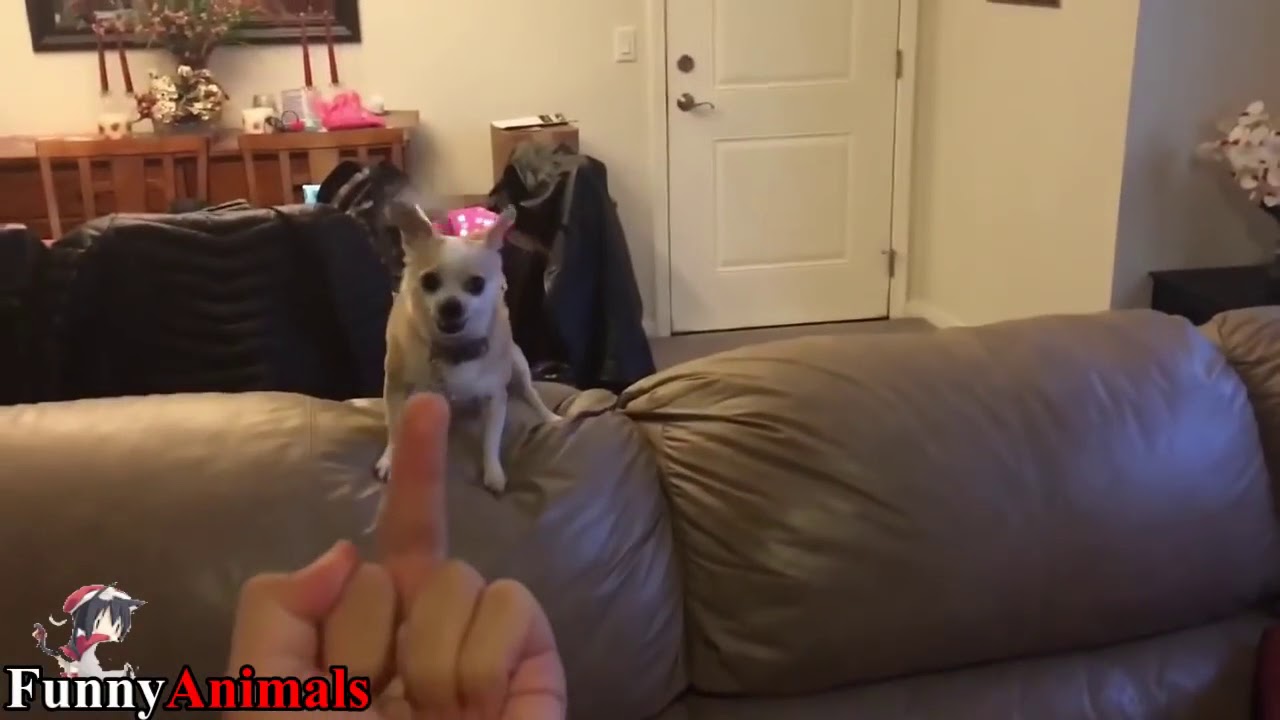 Cats and Dogs Really Hates Being Flipped Off Compilation 2017 - YouTube