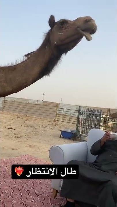 وضحى فاخره 🔥🔥🔥😍 حليب نياق Youtube