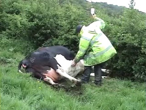 Cow with Milk fever & Big Calf - YouTube