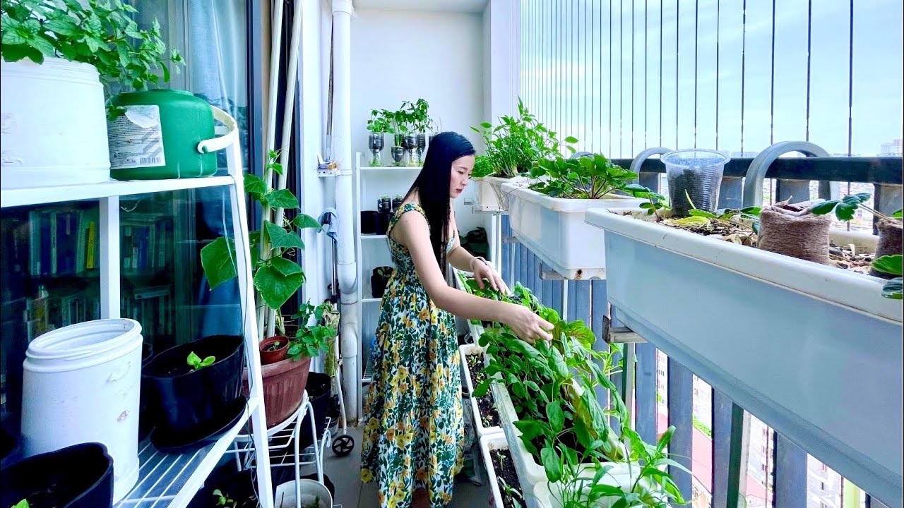 #119 vườn rau sạch ngoài ban công ở chung cư | home garden at the ...