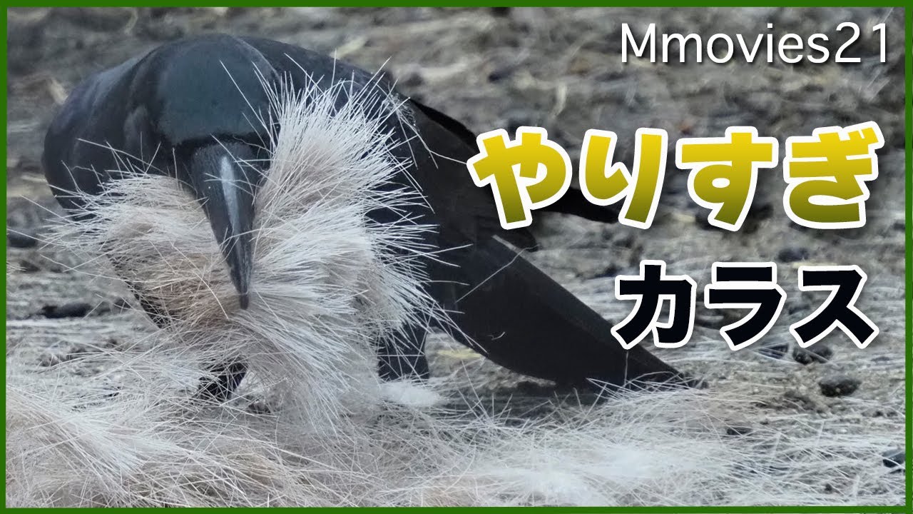 カラスの驚くべき行動~Crows are plucking deer hair - YouTube