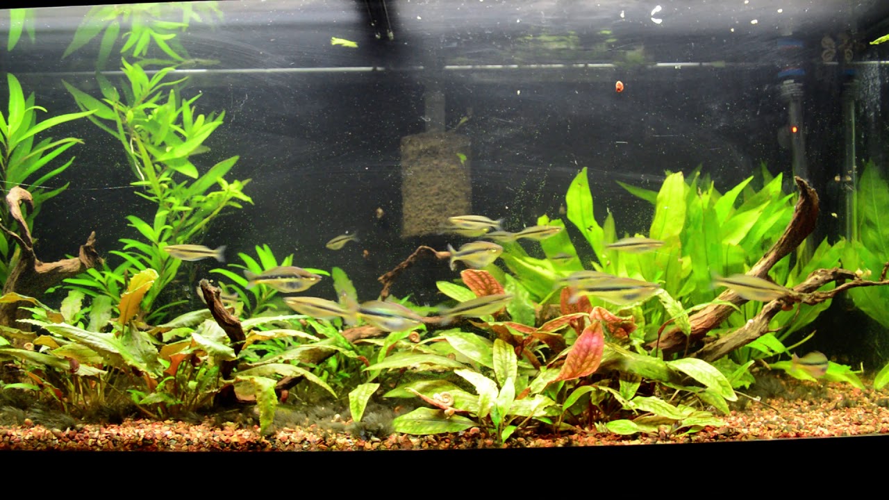 Rainbowfish C. Alleni in a Nicely Planted 75 Gallon - YouTube