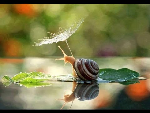 Animals in the rain, by Amazing Facts and Nature - YouTube