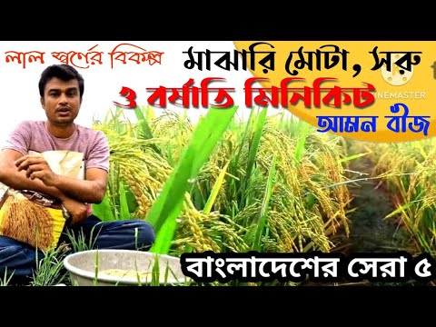 আমন ধানের মাঝারি মোটা,শরু ও বর্ষাতি মিনিকিট বীজ - ফলনের রেকর্ড গড়বে ...