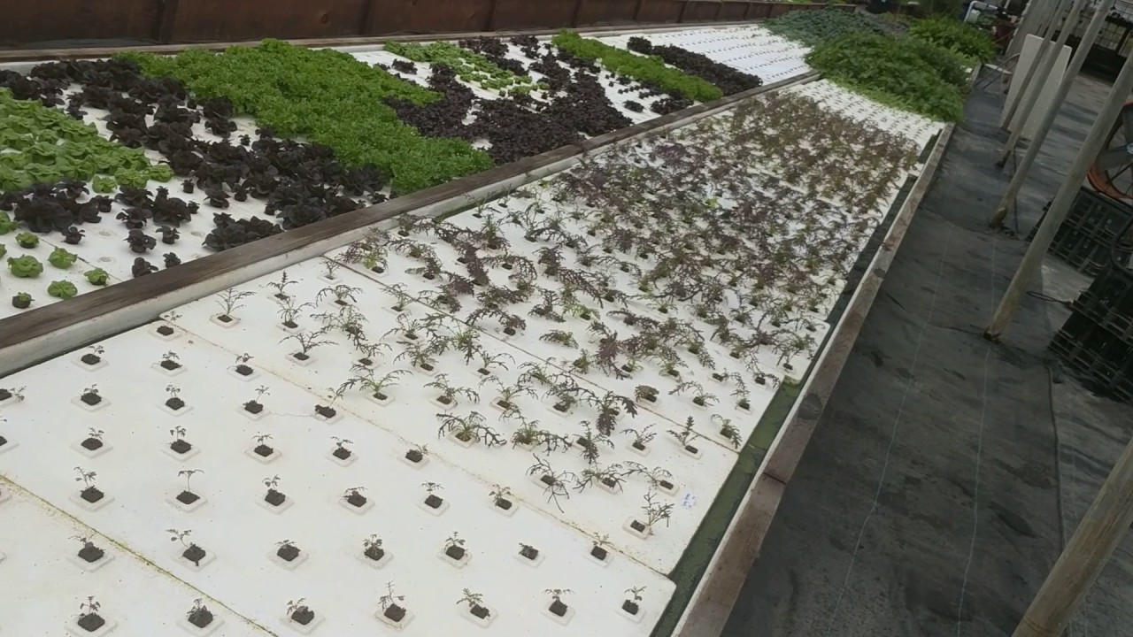 Ouroboros Farms Aquaponic DWC Raft Plant Counts - YouTube