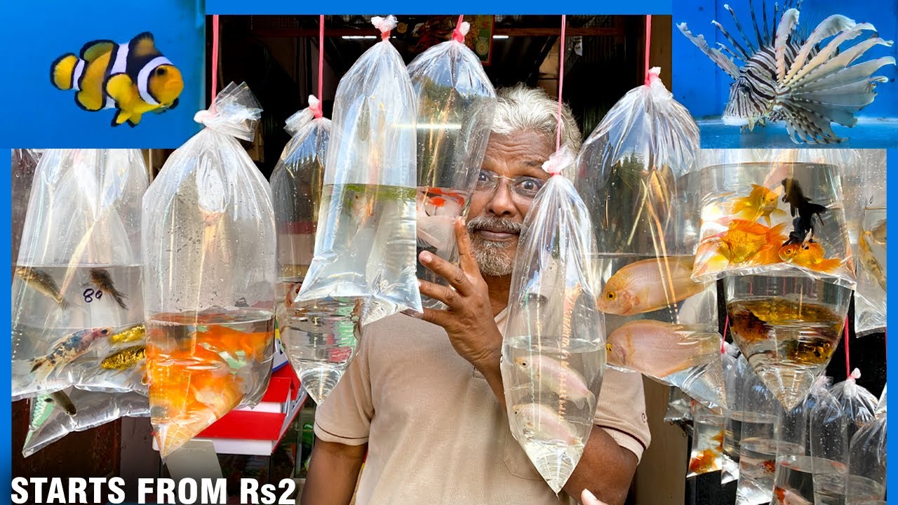 Kolathur Color Fish Market Vlog 🐟 | Semma varieties at cheaper rate 😯 ...