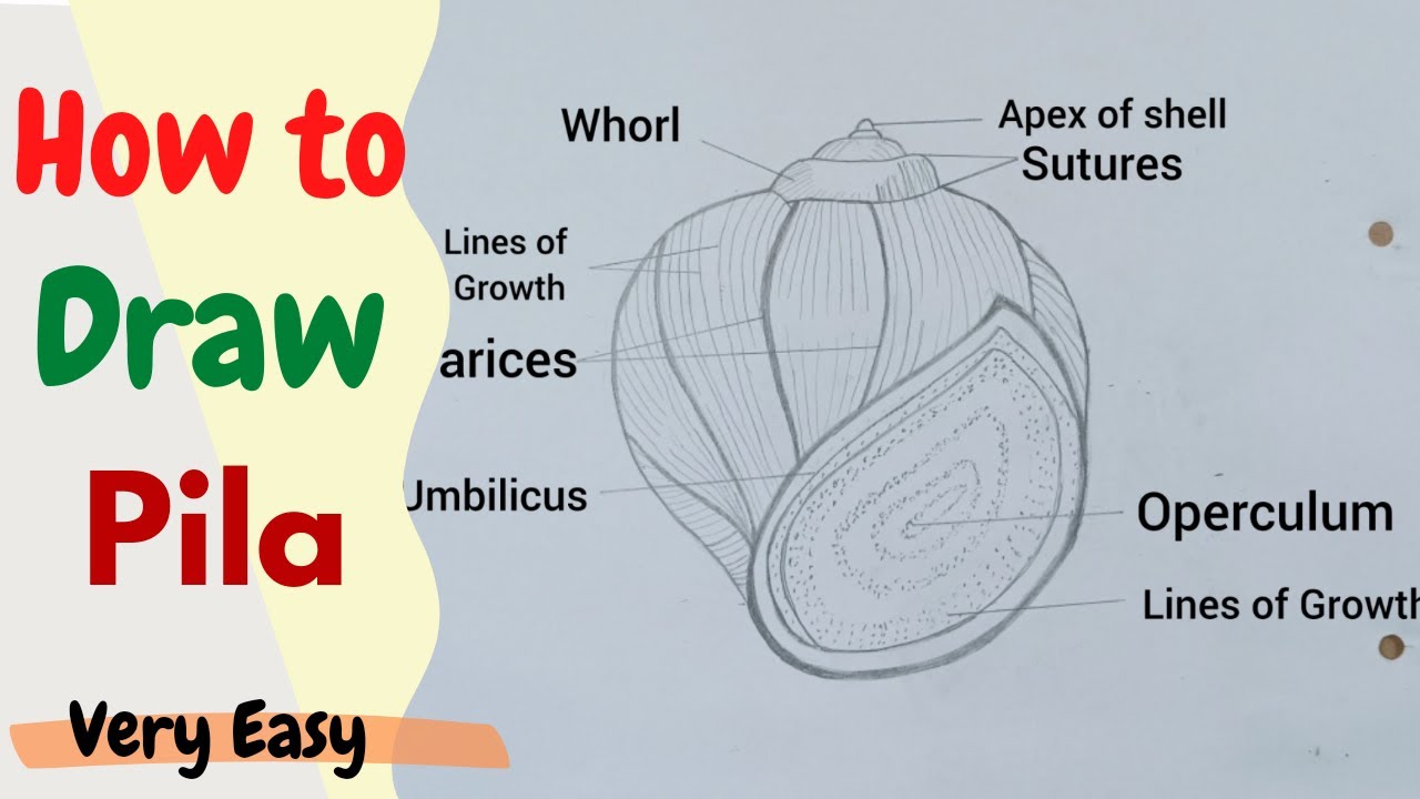 How to Draw Pila Bsc 1st year zoology|Pila Diagram Drawing - YouTube