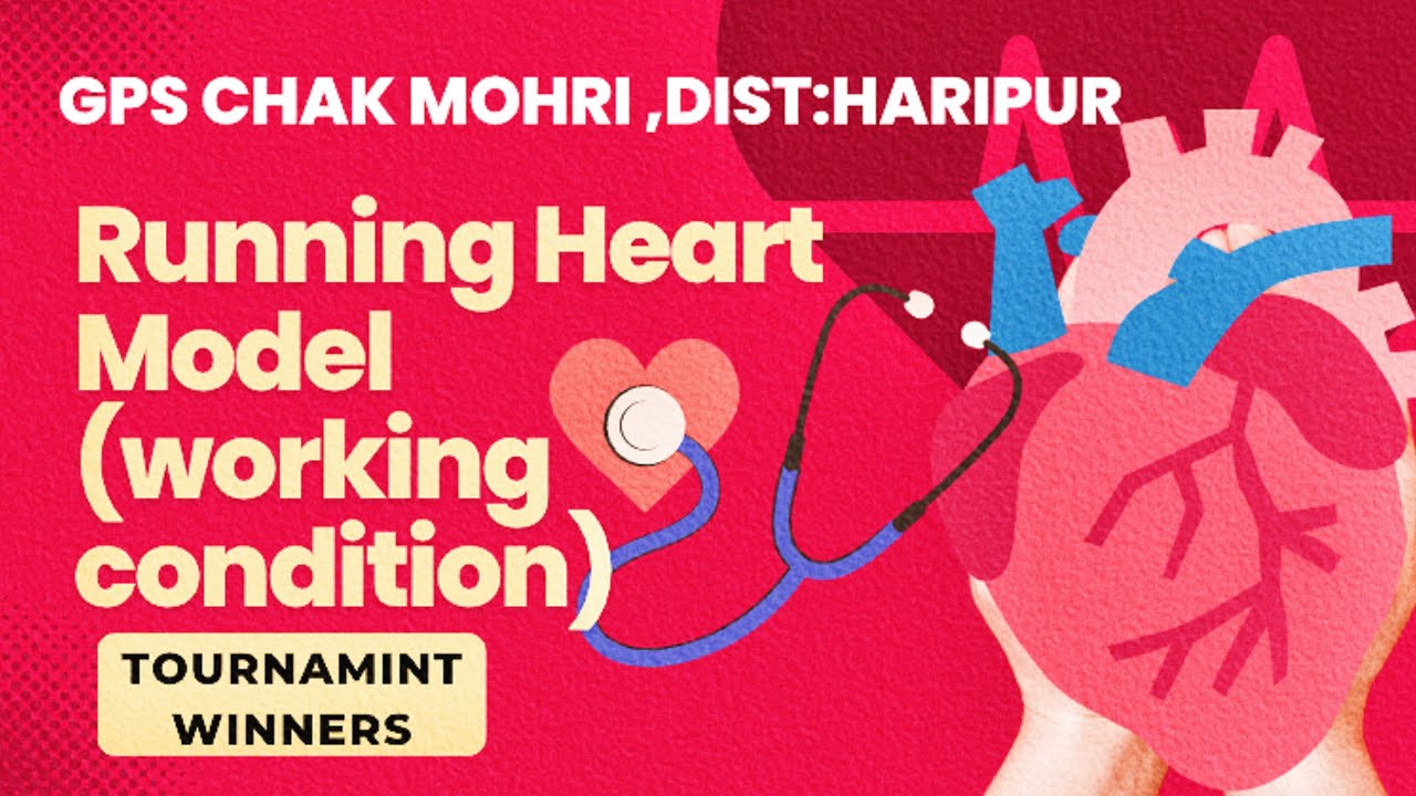 Heart ️ model // working heart model 3d // primary competition ...